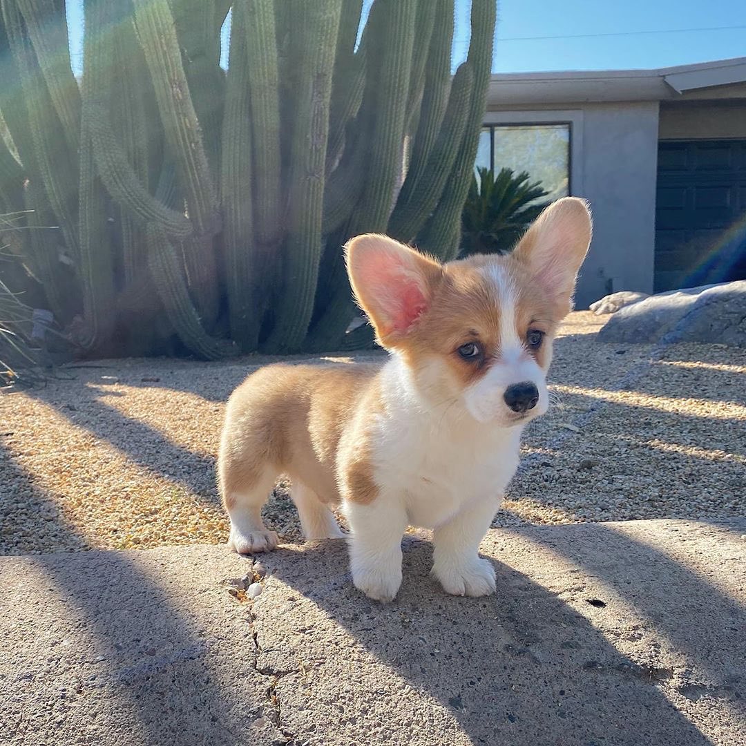 Kaylas Corgi Sunshines – Cute Corgi Home | Corgi For Sale